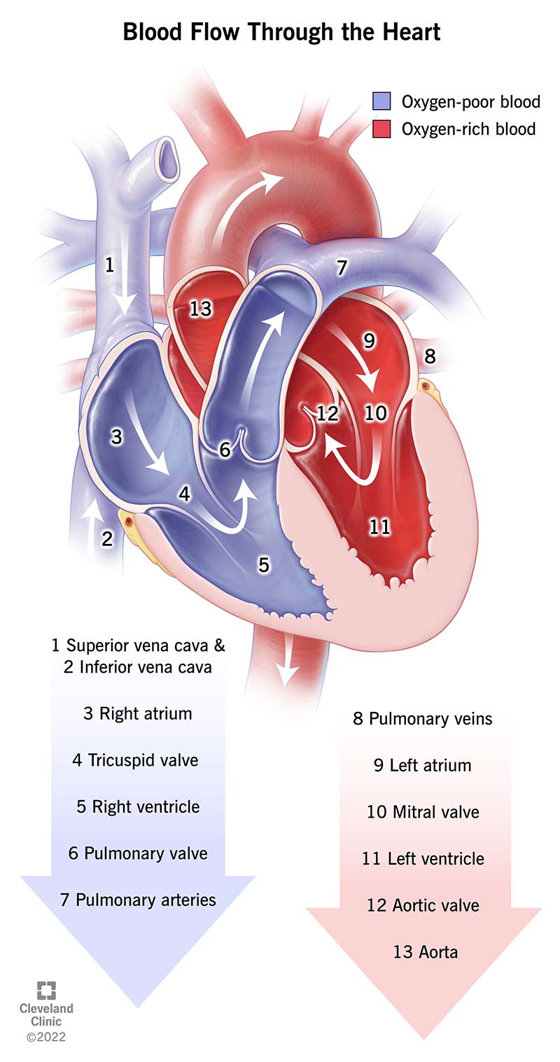 Understanding Open-Heart Surgery and How It Works – The Mhelting Pot